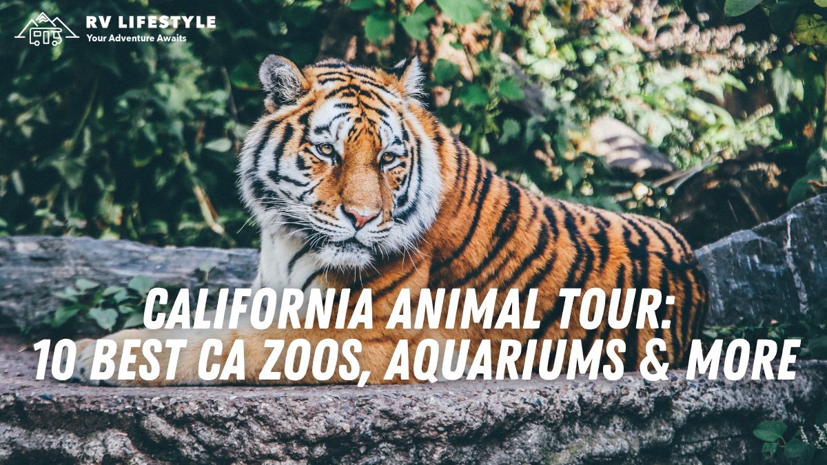 California Animal Tour: 10 Best CA Zoos, Aquariums & More | RV Lifestyle